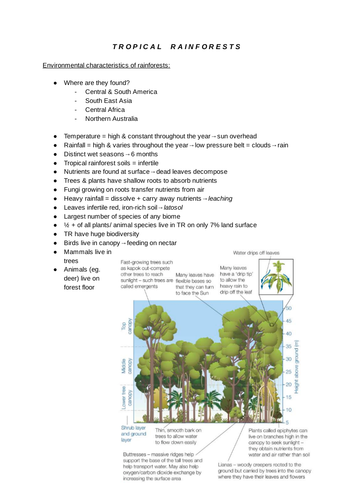 GCSE Geography- Tropical Rainforests (Physical) | Teaching Resources