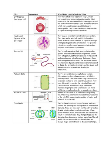 A-Level Biology Specialised Cells Table | Teaching Resources A-Level Biology Specialised Cells Table | Teaching Resources