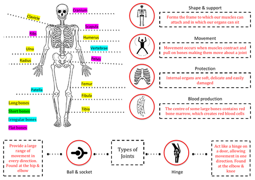 CIE IGCSE PE Knowledge Organisers | Teaching Resources