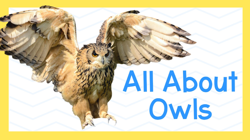 All about owls PowerPoint presentation KS2 | Teaching Resources