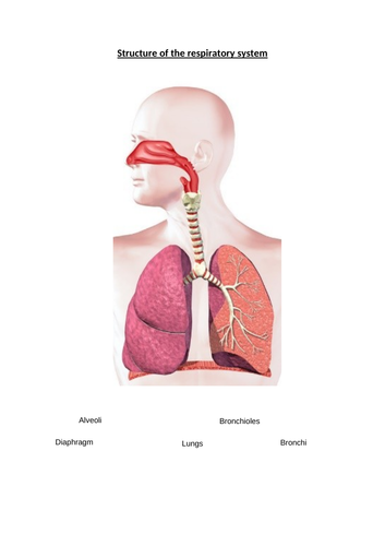 Respiratory system poster template - BTEC Sport - Unit 3 | Teaching ...