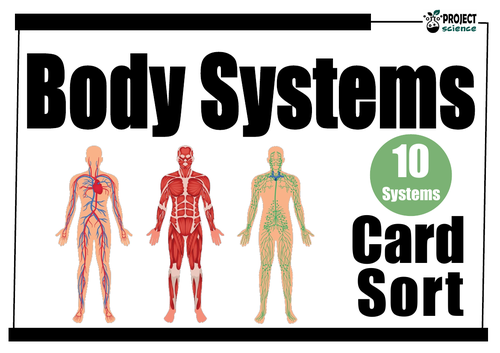 Body Systems Card Sort | Teaching Resources
