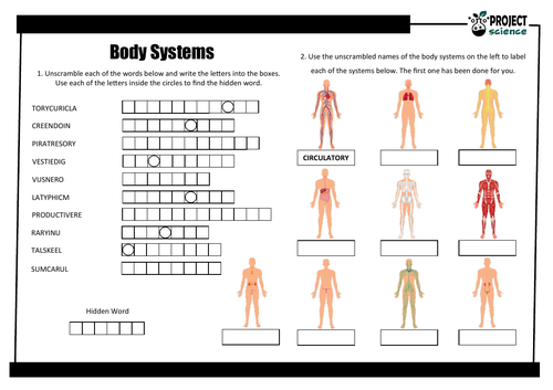 Body Systems PowerPoint and Activity Sheets | Teaching Resources