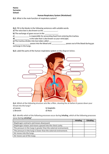 Human Body Systems Worksheets | Distance Learning | Teaching Resources