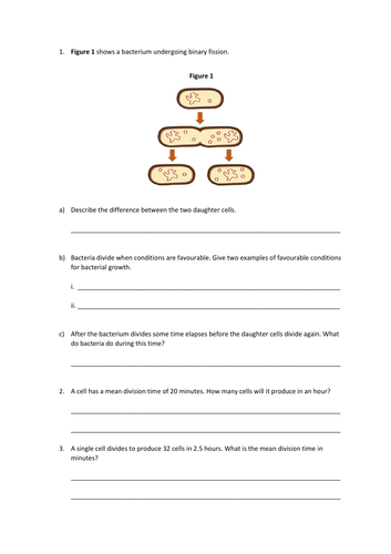 Binary Fission Supplementary Slides and Worksheet (GCSE Biology AQA ...