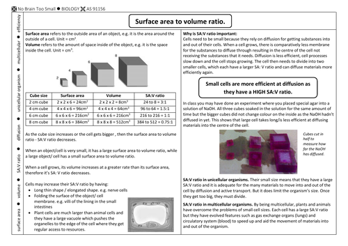 Surface area to volume ratio practical | Teaching Resources