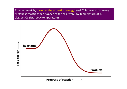 Enzyme Basics (Structure and Function) - AS Unit: Biological Molecules ... Enzyme Basics (Structure and Function) - AS Unit: Biological Molecules ...