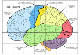 The Brain - Jigsaw Puzzle (KS4/5) | Teaching Resources