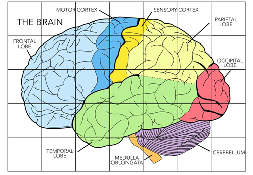 The Brain - Jigsaw Puzzle (KS4/5) | Teaching Resources
