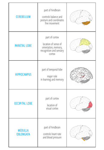 The Brain - Card Sort (KS5) | Teaching Resources