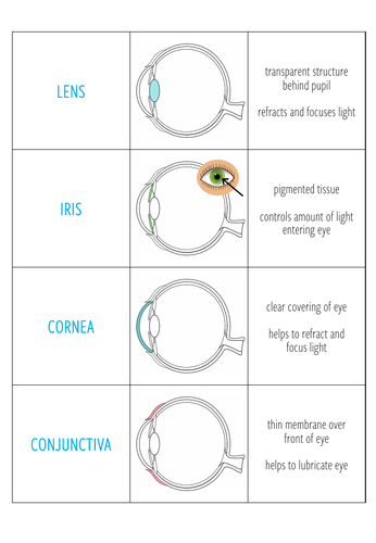 The Eye - Card Sort (KS3/4) | Teaching Resources