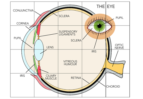 The Eye - Jigsaw Puzzle (KS3/4) | Teaching Resources