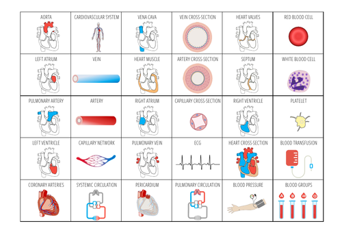Heart, Blood & Circulatory system - Bingo cards (KS4/5) | Teaching ...