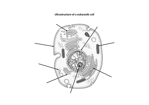 Structure of eukaryotic (animal) cells (AQA A-level Biology) | Teaching ...