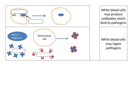 Human Defence System GCSE Full Lesson | Teaching Resources