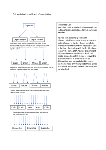 Specialised Cells - Animal and Plants - A-level Biology - AQA ...