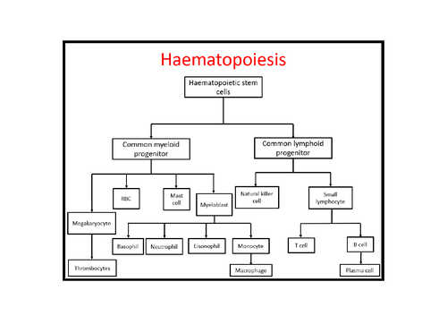 Phagocytes and phagocytosis (CIE International A-level Biology ...