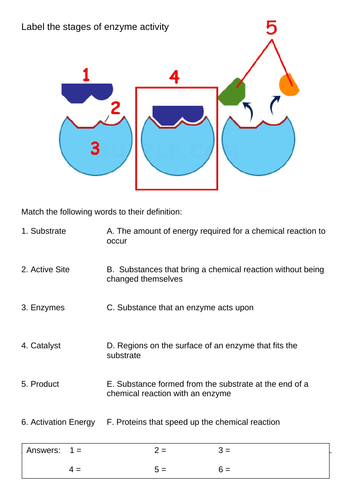 Enzymes GCSE Full Lesson | Teaching Resources