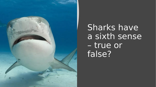 Shark Debate Speech Transactional Writing | Teaching Resources