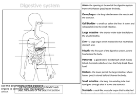 Digestive System GCSE Full Lesson | Teaching Resources