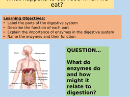 Digestive System GCSE Full Lesson | Teaching Resources