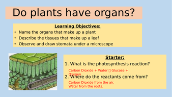 Plant Organs GCSE Slides | Teaching Resources