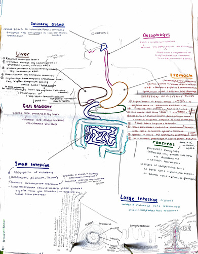 Digestive system diagram IB biology HL | Teaching Resources