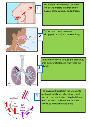 The Lungs (Organisation topic, AQA) | Teaching Resources