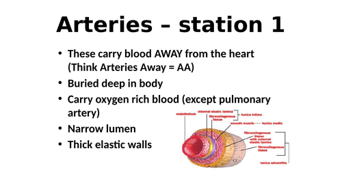 The Heart & Blood vessels (AQA - Organisation topic) | Teaching Resources
