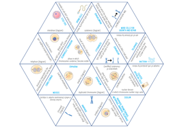 Mitosis - Tarsia (KS4/5) | Teaching Resources