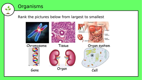 KS3 Types of cell | Teaching Resources
