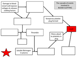 The blood clotting process (Pearson Edexcel A-level Biology A ...