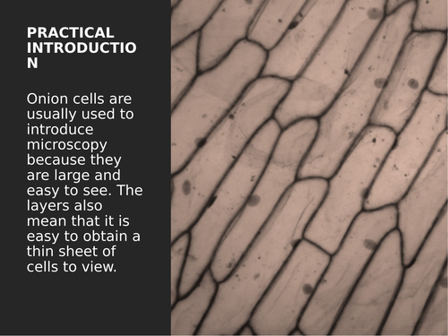 Microscopy Practical (Onion Cells) | Teaching Resources
