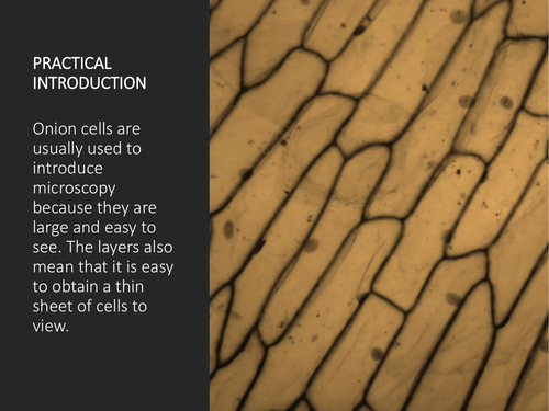 Microscopy Practical (Onion Cells) | Teaching Resources