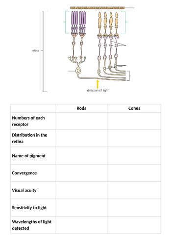 Rods and Cones (light receptors) worksheet - A Level | Teaching Resources