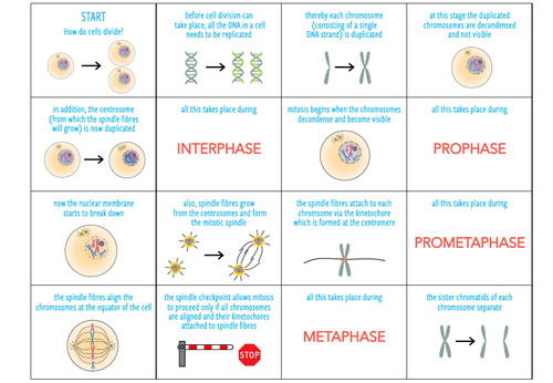 Mitosis - Card Sort (KS4/5) | Teaching Resources