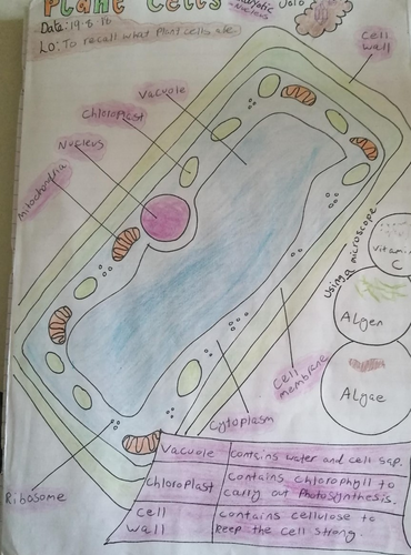 Plant Cells Science Doodle Note | Teaching Resources