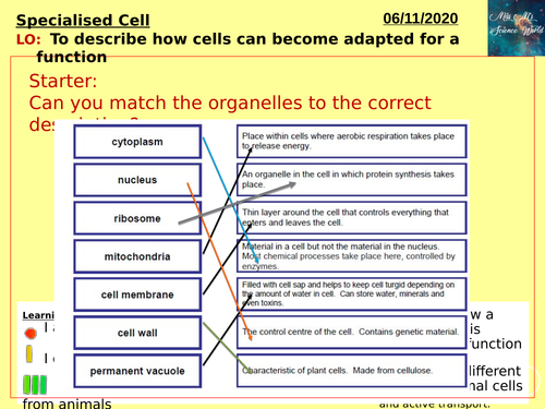 Specialised Animal Cells Science Doodle Note | Teaching Resources