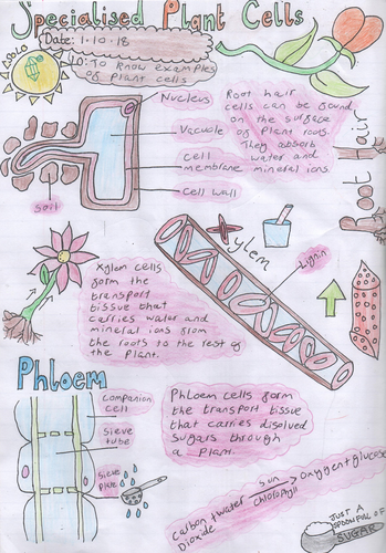 Specialised Plant Cells Science Doodle Note | Teaching Resources