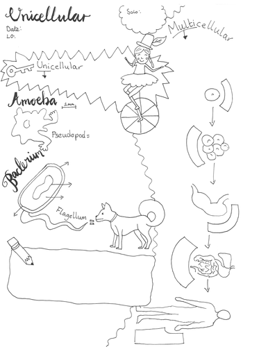 Unicellular Organisms Science Doodle Notes | Teaching Resources