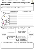 Endocrine system and Blood Glucose - B5 Homeostasis AQA GCSE Revision ...