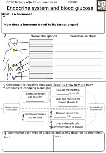Endocrine system and Blood Glucose - B5 Homeostasis AQA GCSE Revision ...