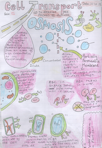 Osmosis Science Doodle Notes | Teaching Resources