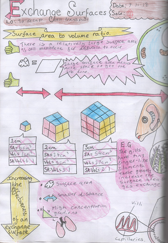 Exchange Surfaces Science Doodle Note (Cell Transport) | Teaching Resources