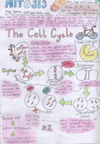 Mitosis Science Doodle Notes | Teaching Resources