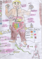 Digestive System Science Doodle Notes | Teaching Resources