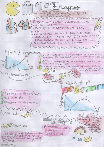 Enzymes Science Doodle Notes | Teaching Resources