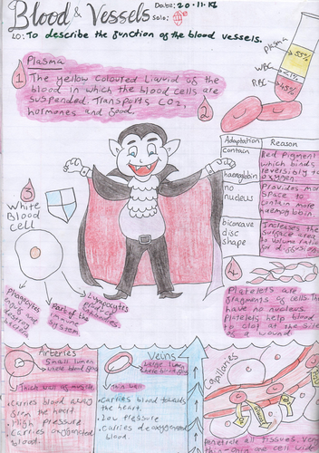 Blood and Blood Vessels Science Doodle Notes | Teaching Resources