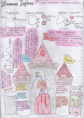 Human Defence Science Doodle Notes | Teaching Resources