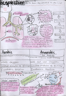 Respiration Science Doodle Notes | Teaching Resources